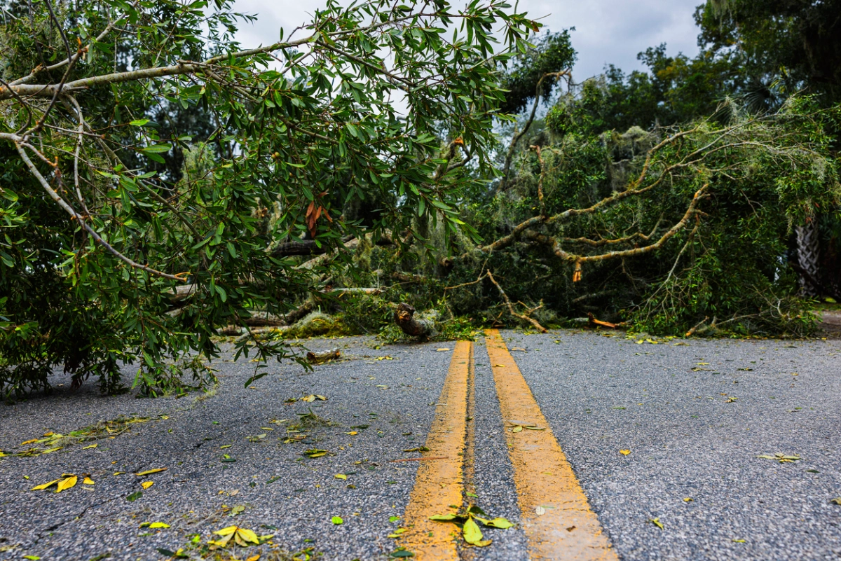 Why Do Trees Fall Down After Heavy Rain? Causes and Prevention Tips ...